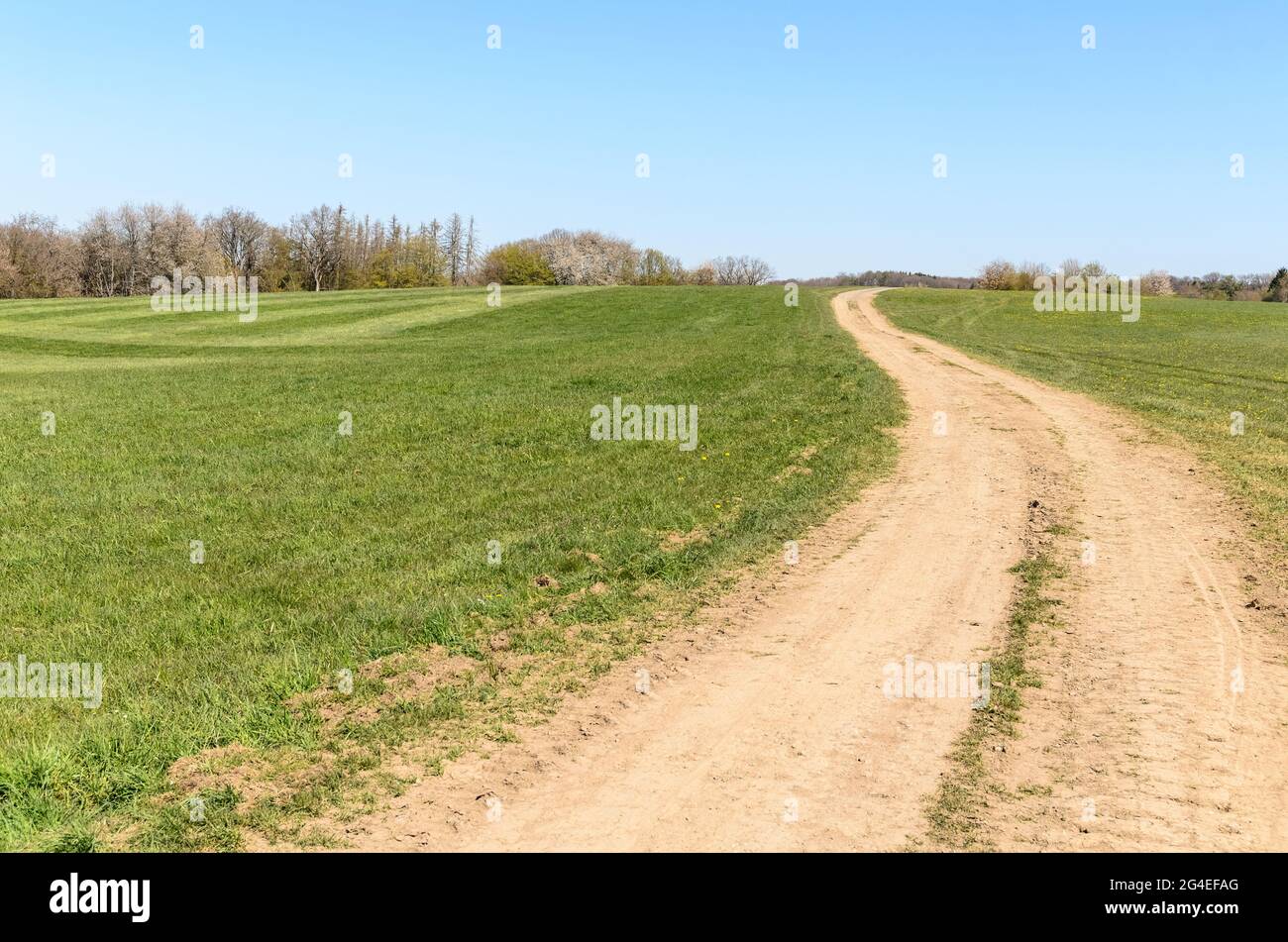 Agricultural road or path across grass field with forest in background ...