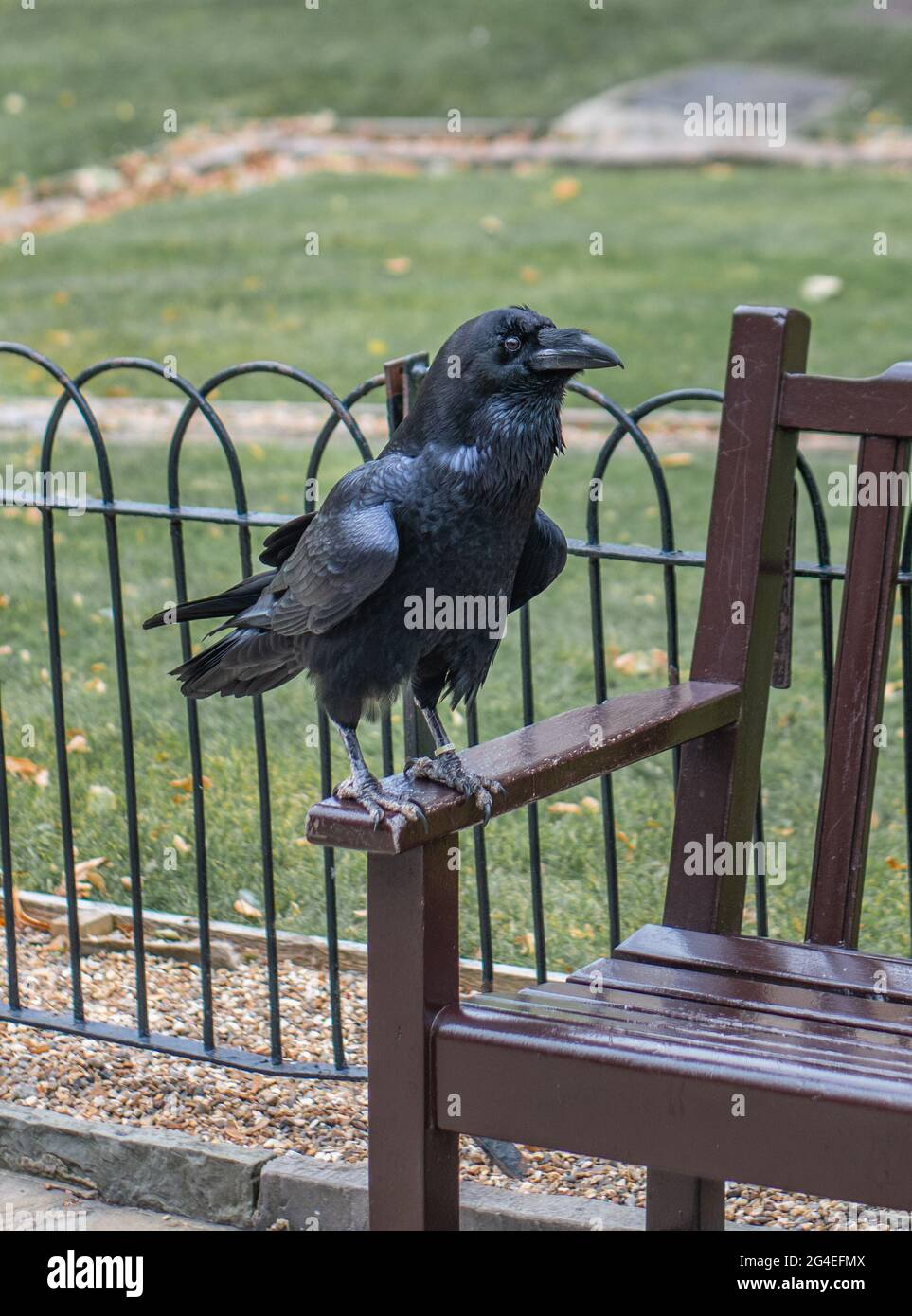 A large black Raven at the Tower of London sat on a bench Stock Photo ...