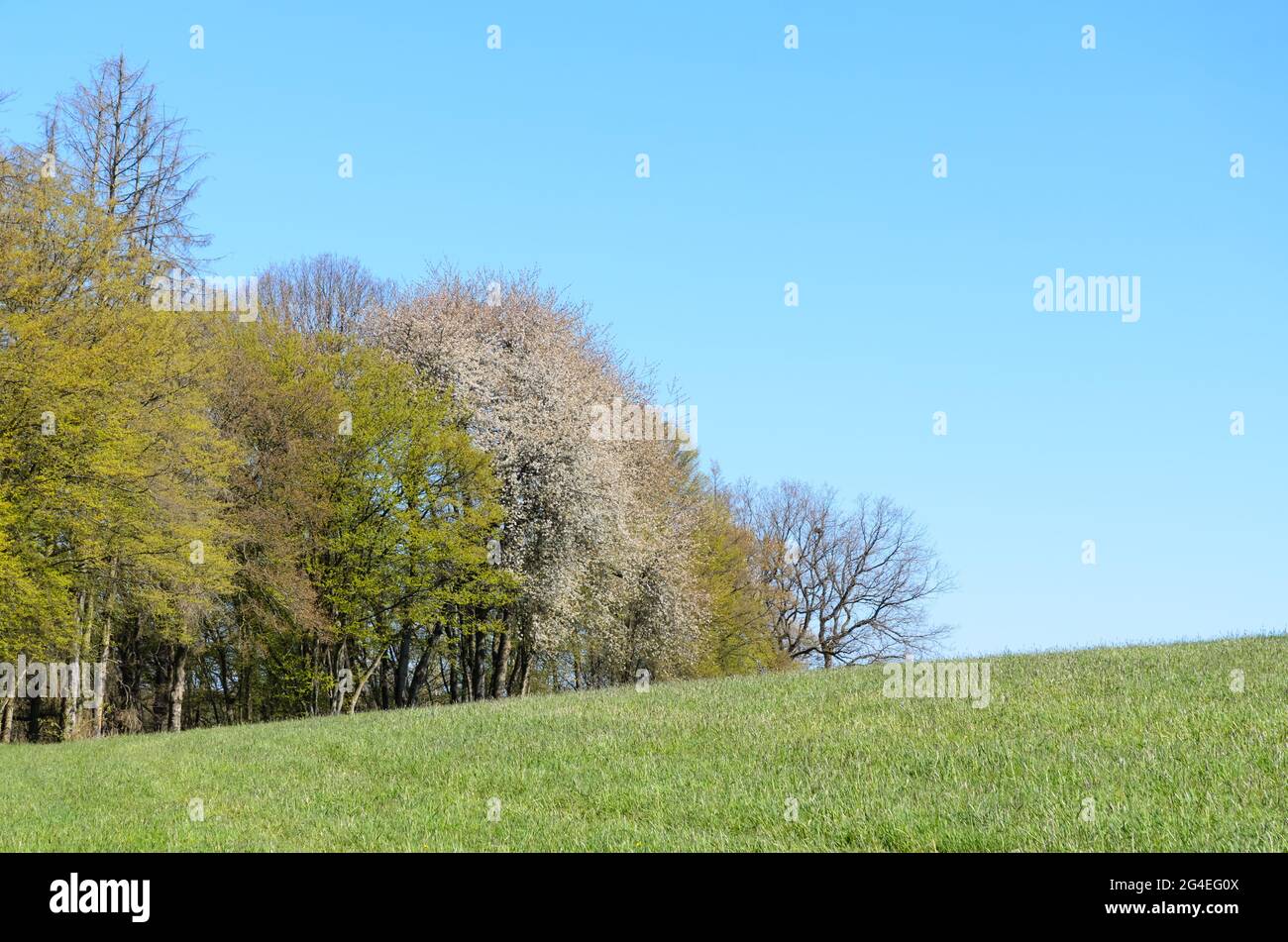 Grass field in forest sunny hi-res stock photography and images - Alamy