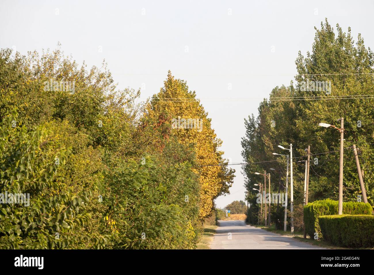 Picture of trees next to a street in autumn, with their typical colors ...