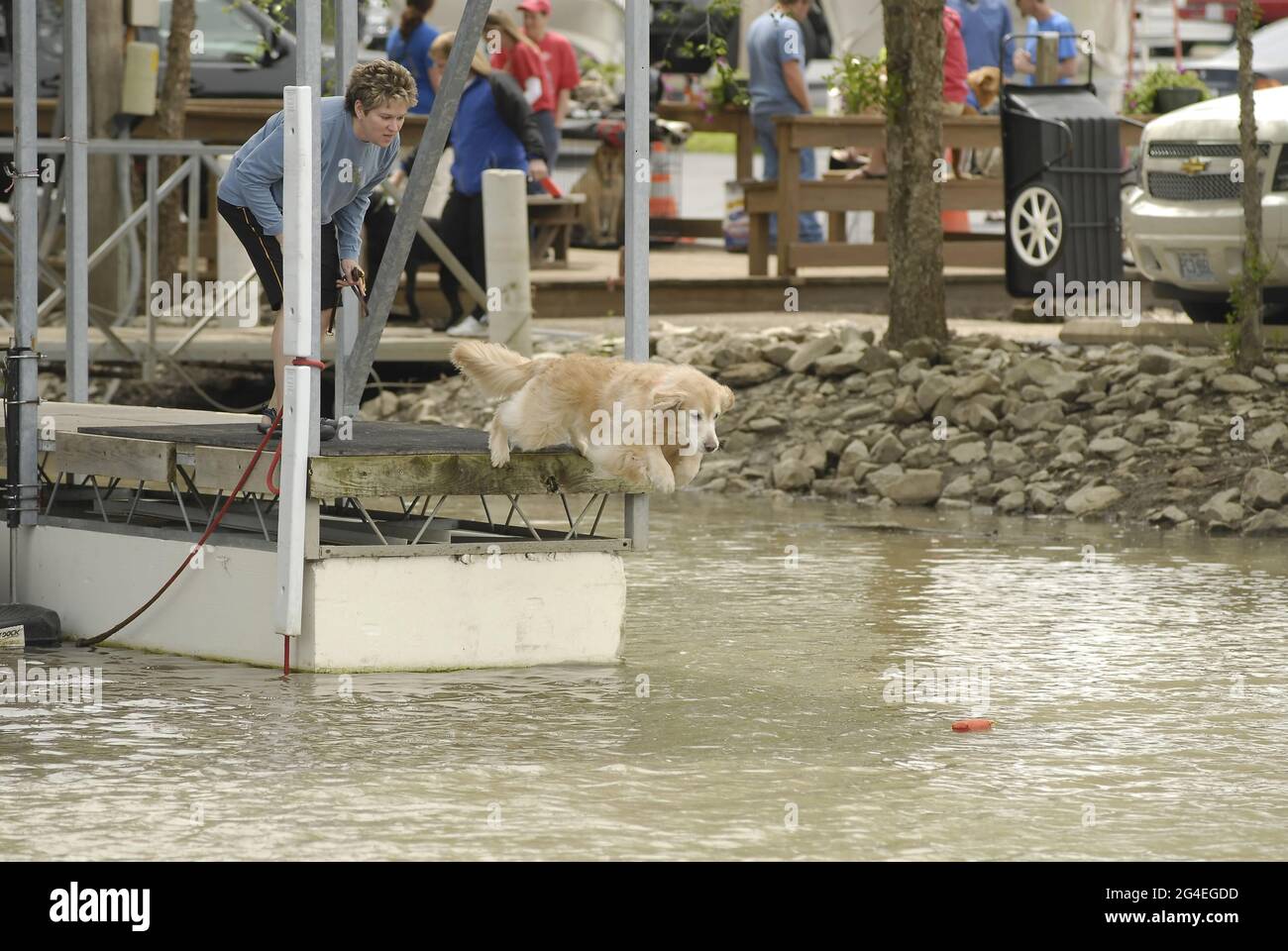 Yellow Labrador Retriever Retrieving Duck High Resolution Stock ...