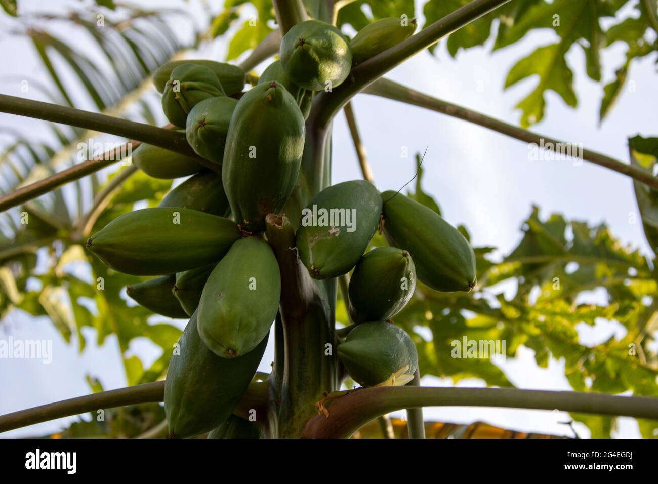 The newly growing bananas shows it's natural beauty to the camera with ...