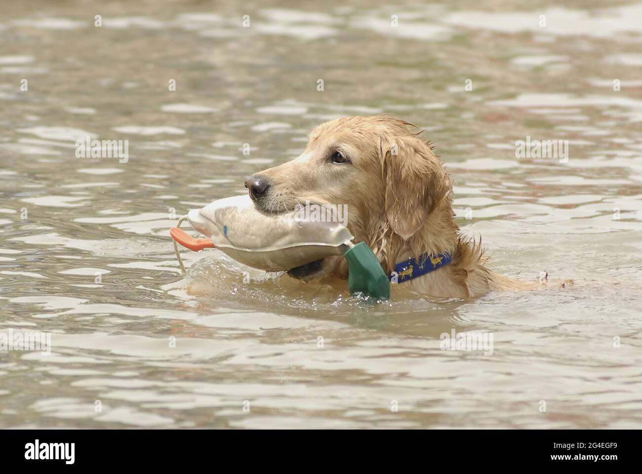 ST. CHA, UNITED STATES - May 27, 2009: A Labrador Retriever dog ...
