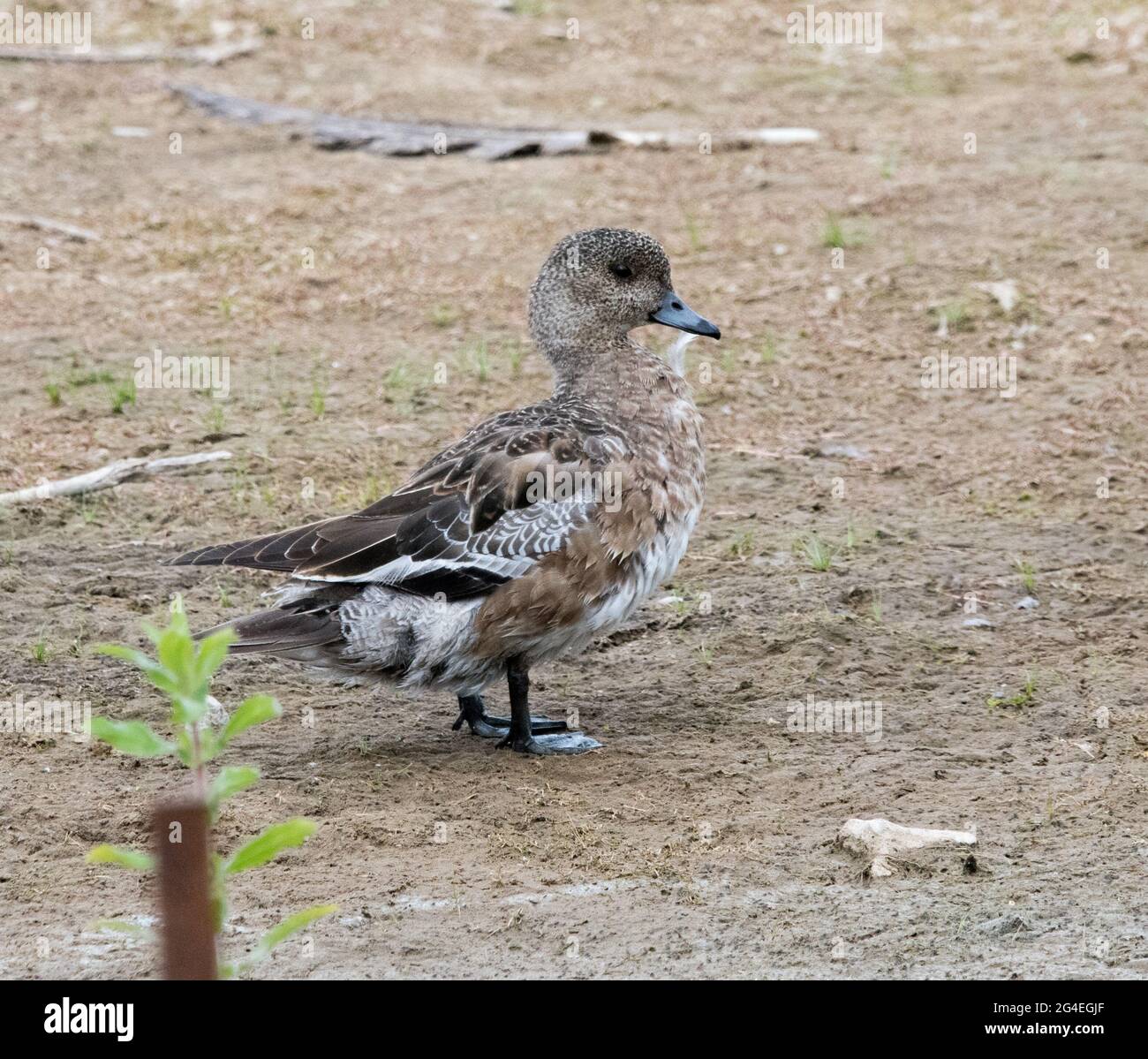 Gadwall feathers hi-res stock photography and images - Alamy