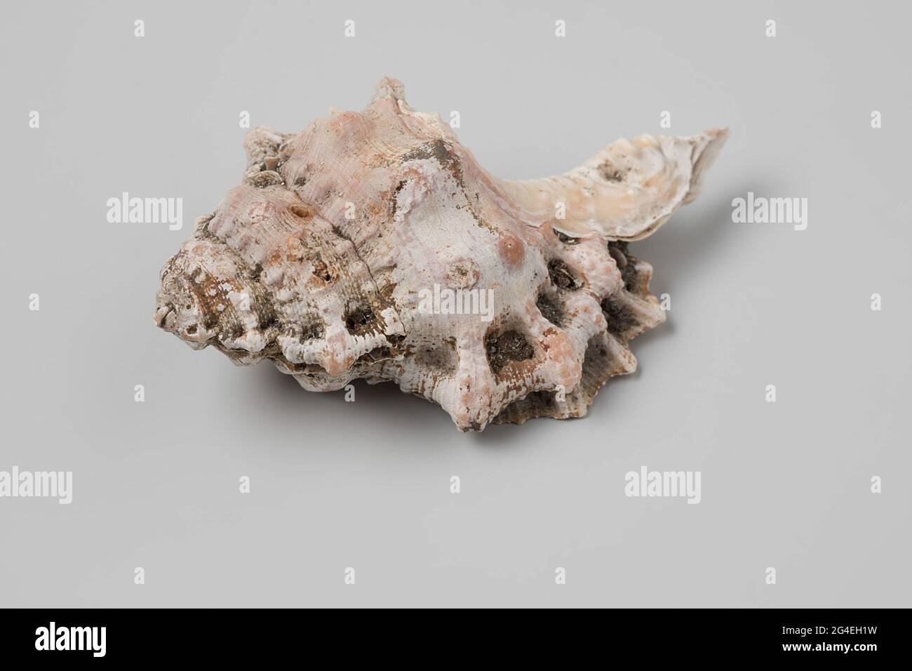 White Lion Ship High Resolution Stock Photography and Images - Alamy