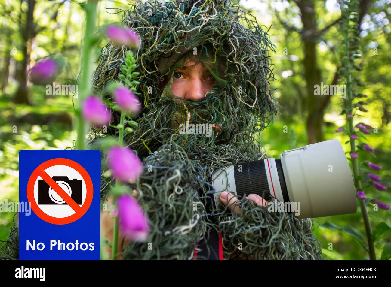 A wildlife photographer wearing a camouflage suit, Lake District, UK ...