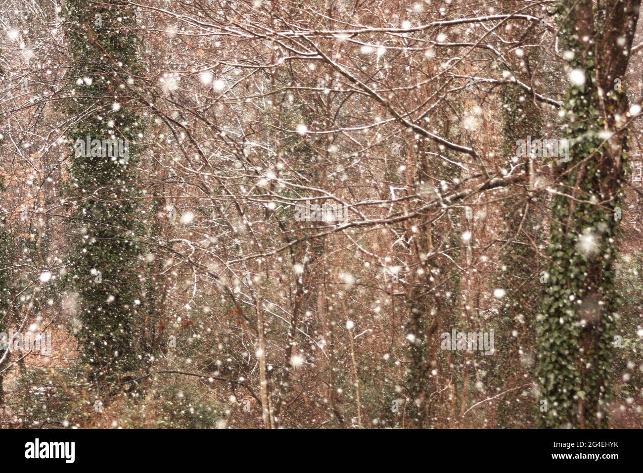 Snowfall over the woods in Virginia, USA Stock Photo - Alamy