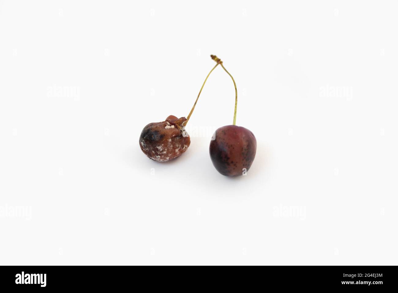 Rotten red cherry fruit with mold or fungi on a white isolated ...