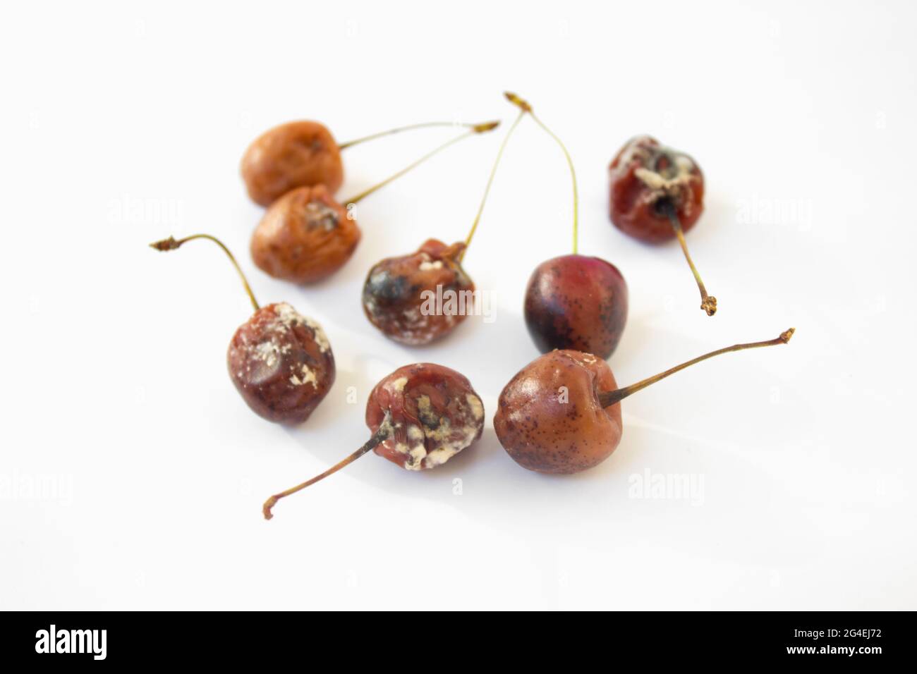 Rotten red cherry fruit with mold or fungi on a white isolated ...