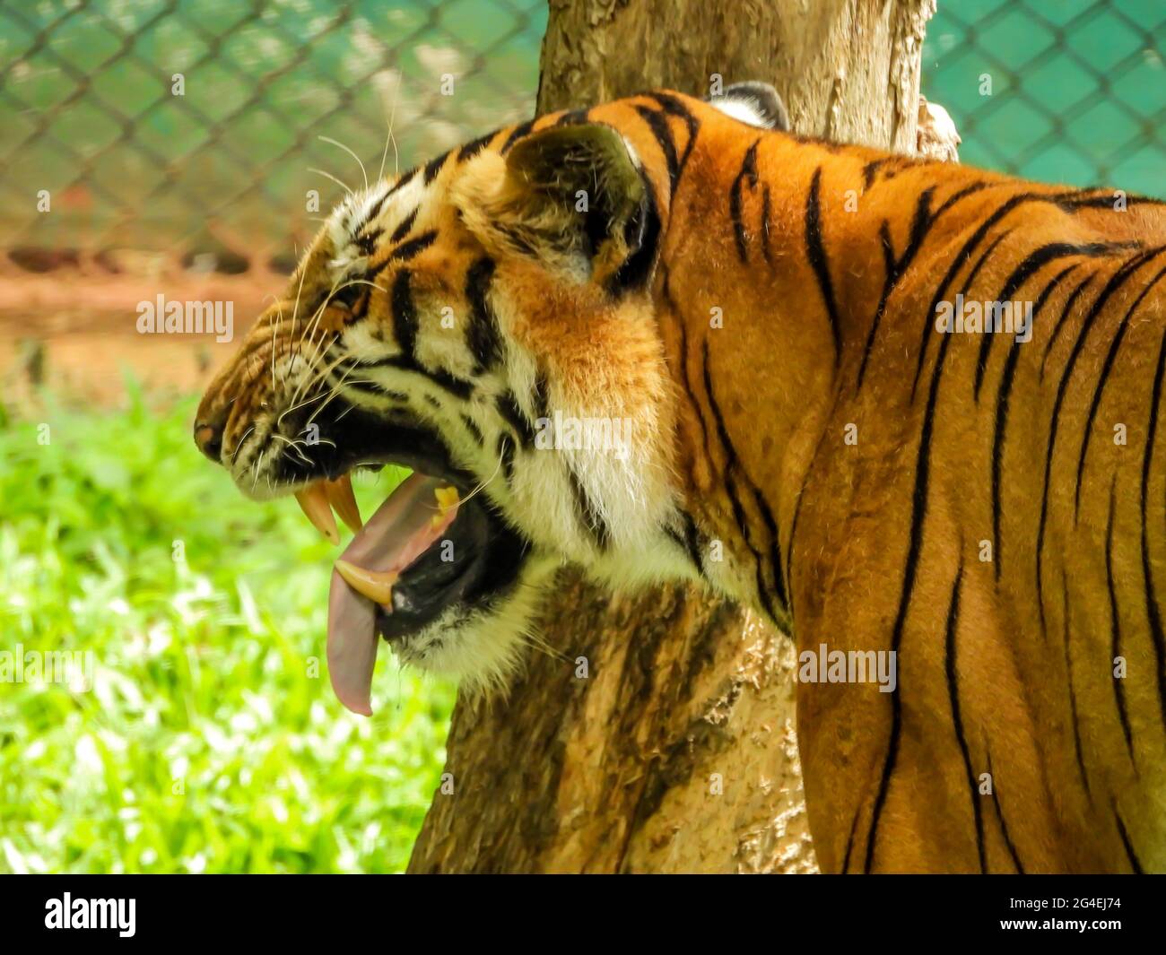 Tiger cub tongue hi-res stock photography and images - Alamy
