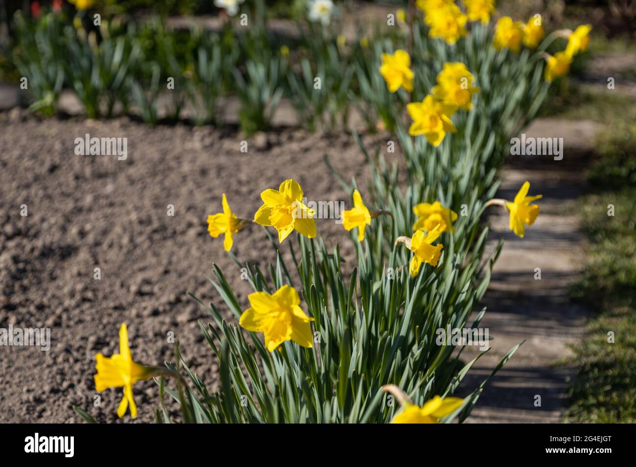 Gardening daffodils hi-res stock photography and images - Alamy