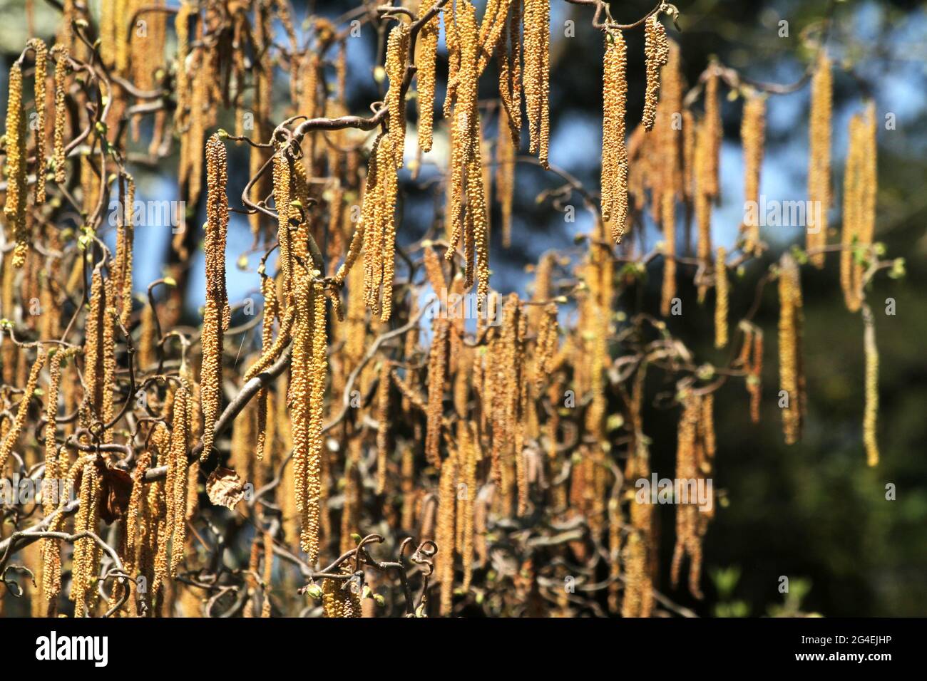 Filbert tree hi-res stock photography and images - Alamy