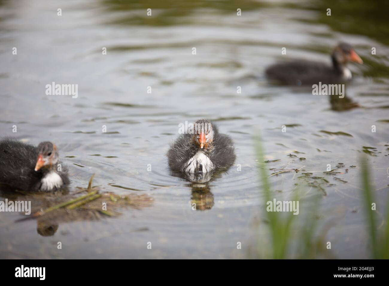 The cute baby waterhens at Sauvabelin Lake in the canton of Vaud in ...