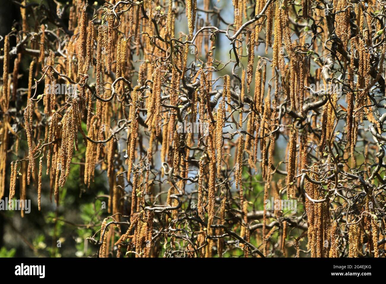 The catkins of a Contorted Filbert Tree Stock Photo - Alamy