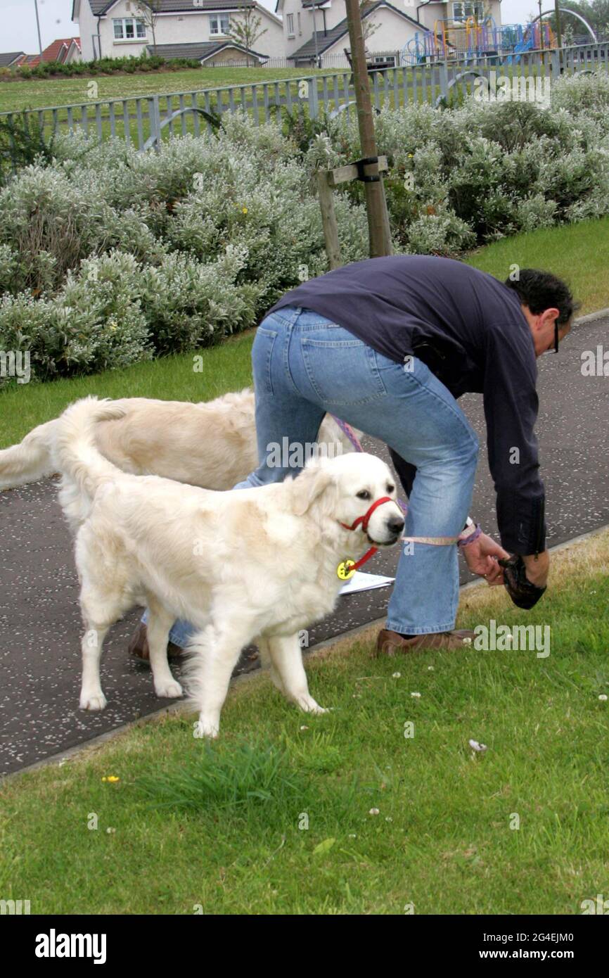 Man with pet dog(s) collecting dog poo from ground and using dog poo ...