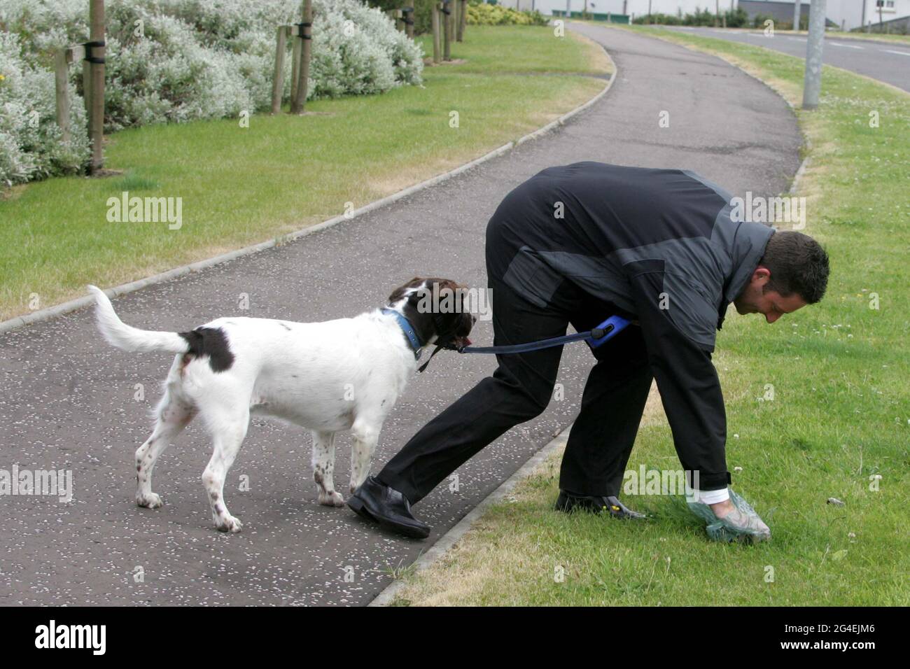 Man with pet dog(s) collecting dog poo from ground and using dog poo ...