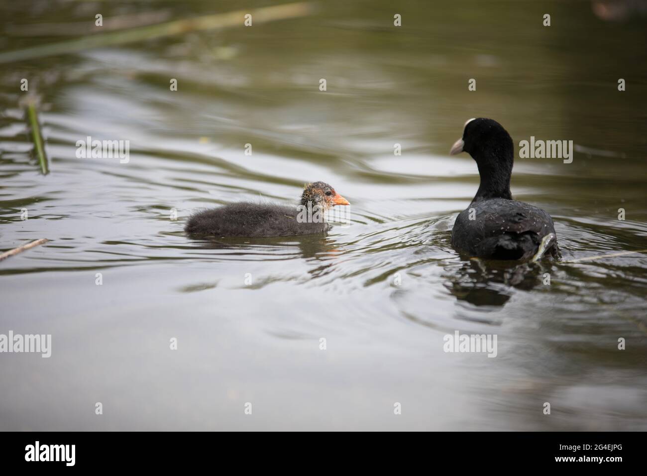 A cute baby waterhen with her mother at Sauvabelin Lake in the canton ...