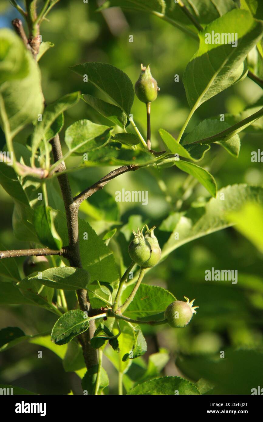 Apple trees in a small garden hi-res stock photography and images - Alamy