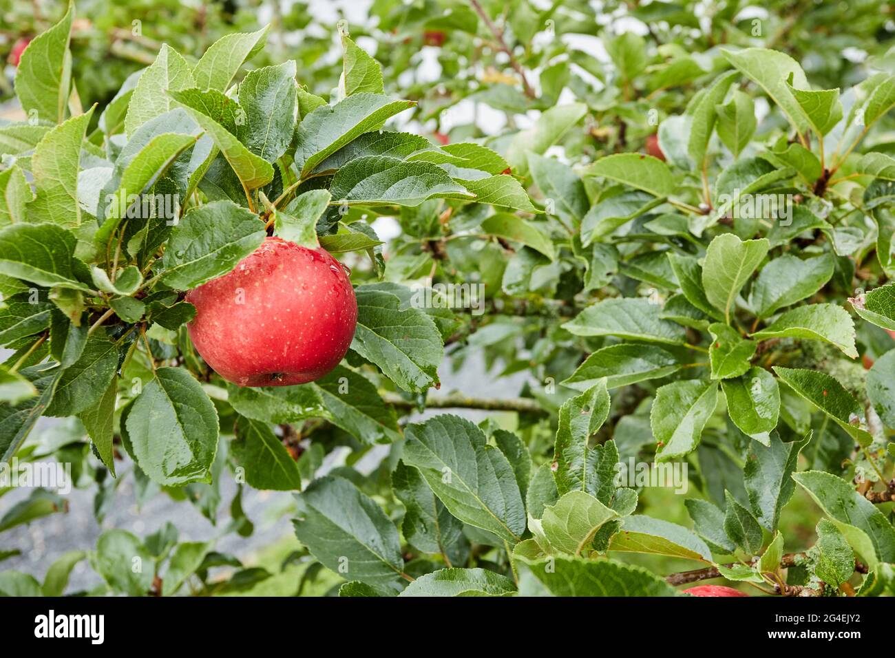 Apple tree in a garden hi-res stock photography and images - Alamy