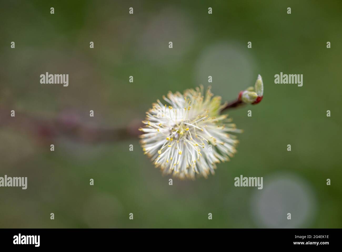 Very young willow catkins blossom in spring Stock Photo - Alamy