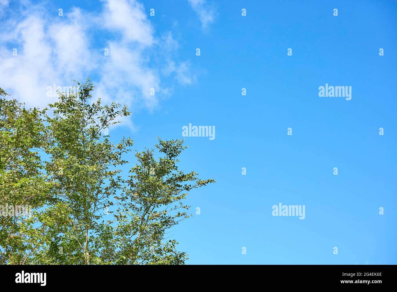 Beautiful large tree hi-res stock photography and images - Alamy