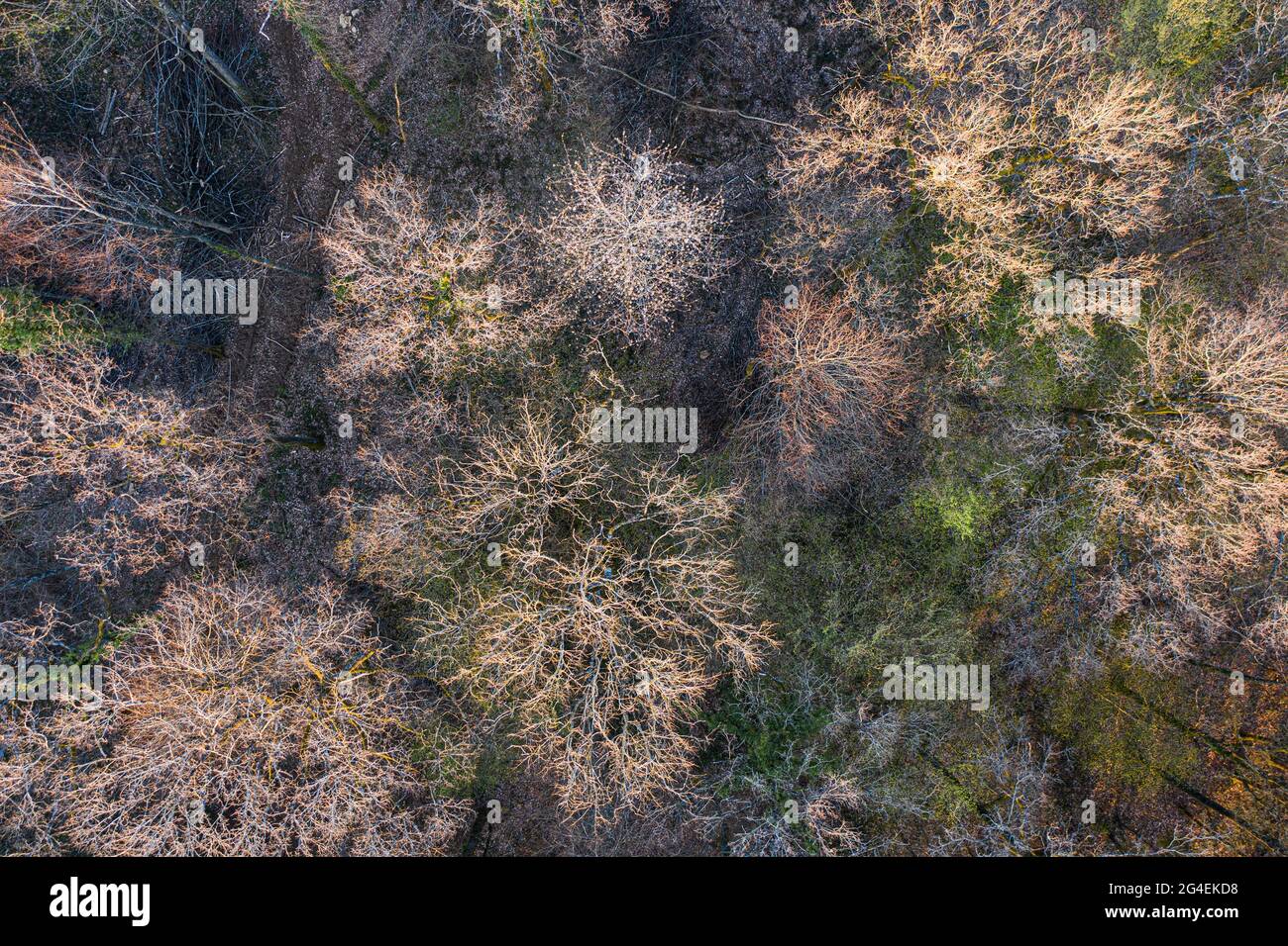 Top view of deciduous tree forest in the beginning of spring Stock ...