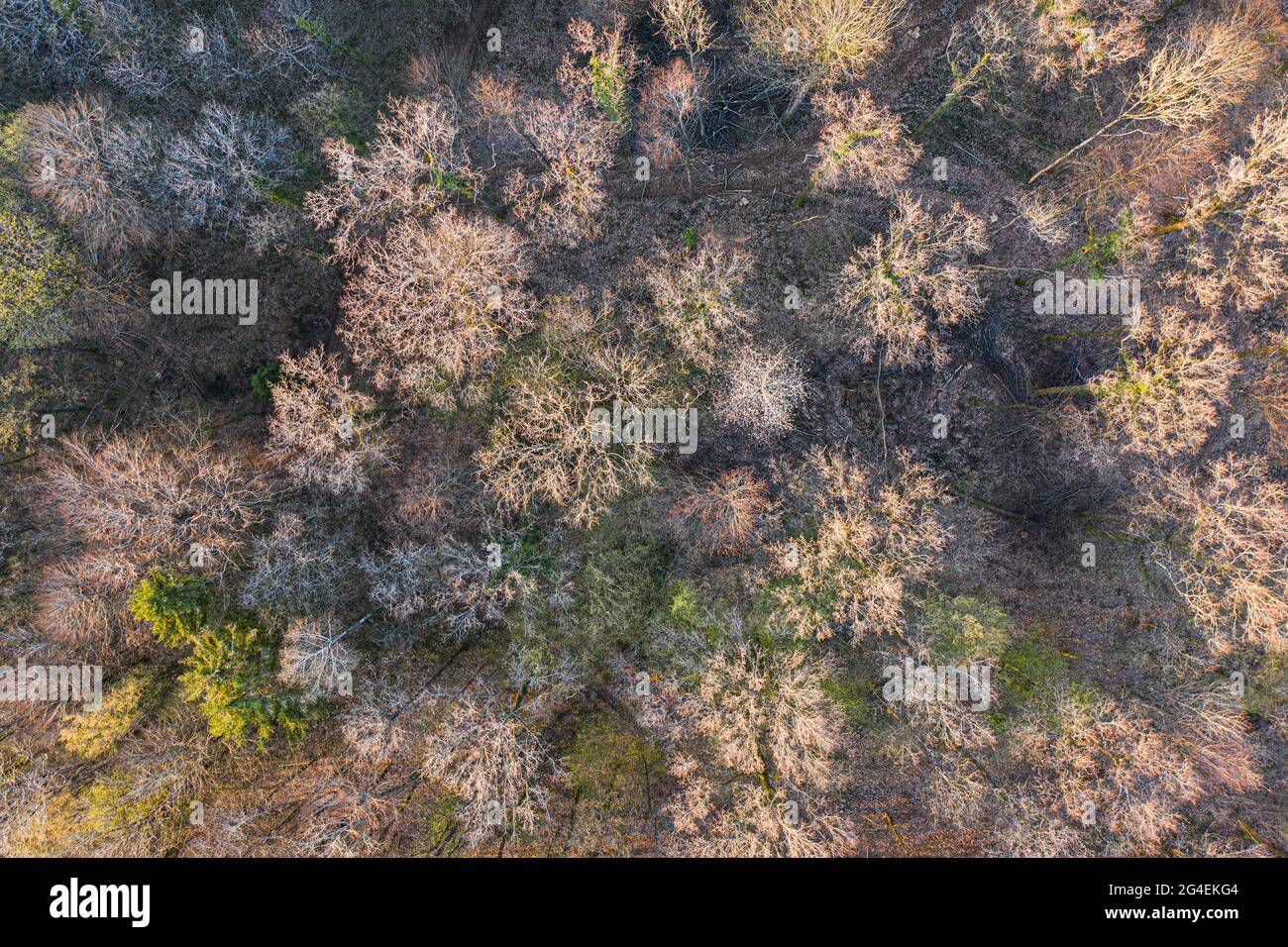 Top view of deciduous tree forest in the beginning of spring Stock ...