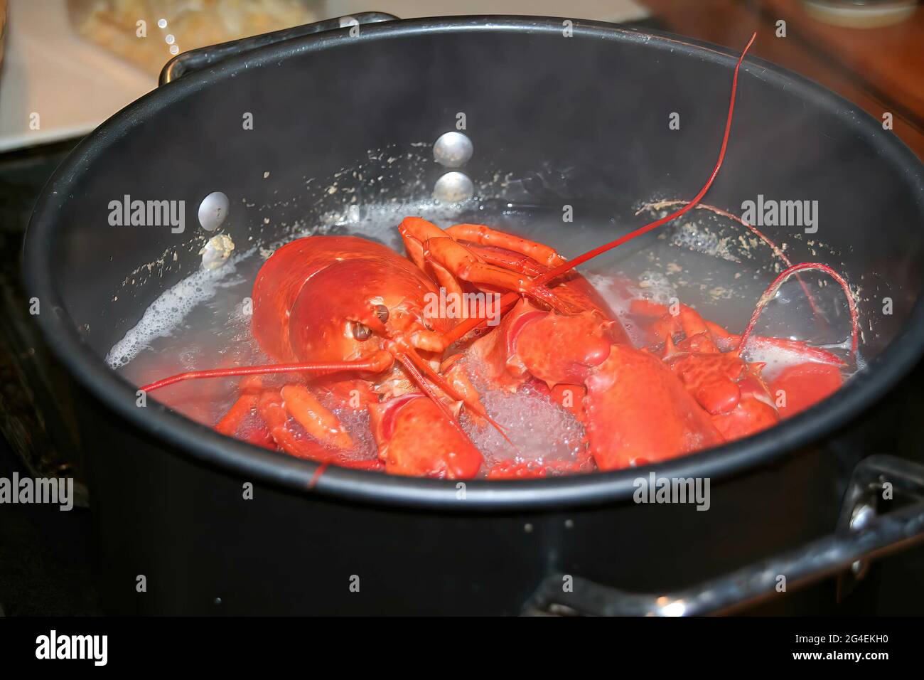 Boiling a lobster hi-res stock photography and images - Alamy