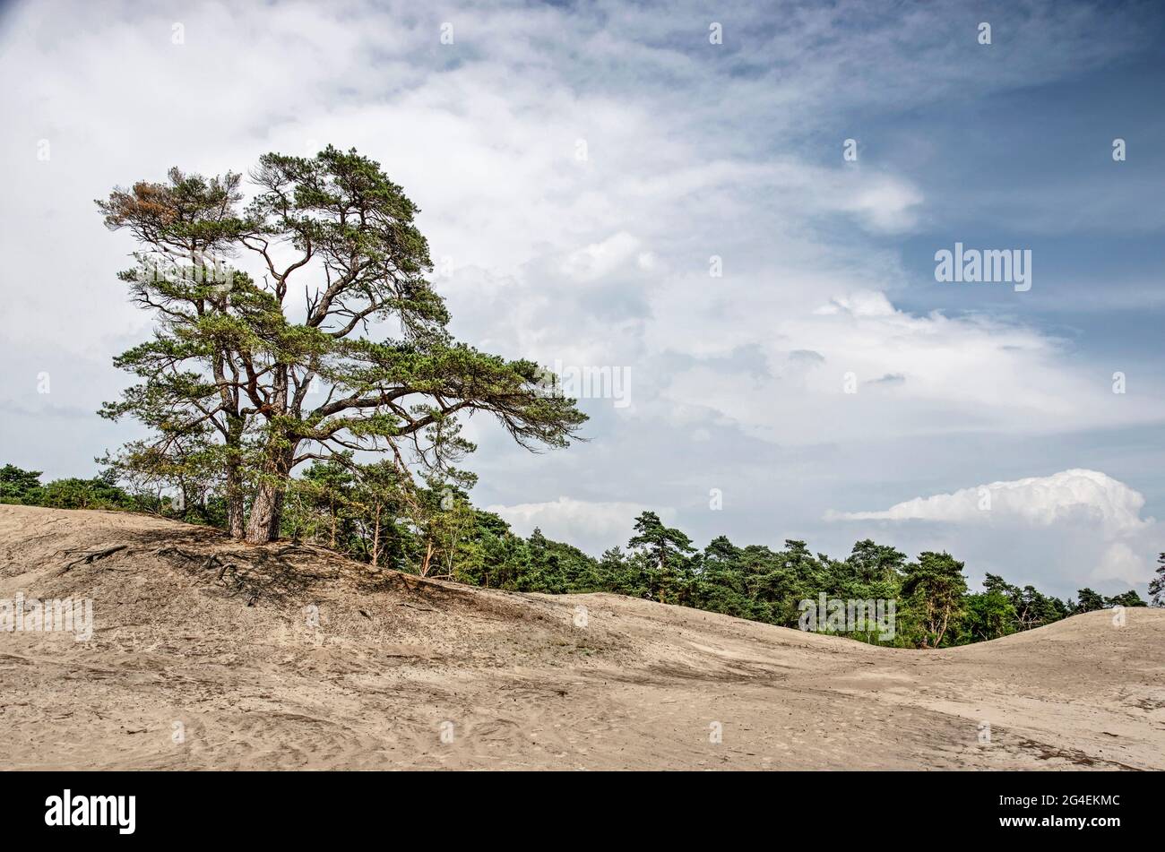 Beerzerveld hi-res stock photography and images - Alamy