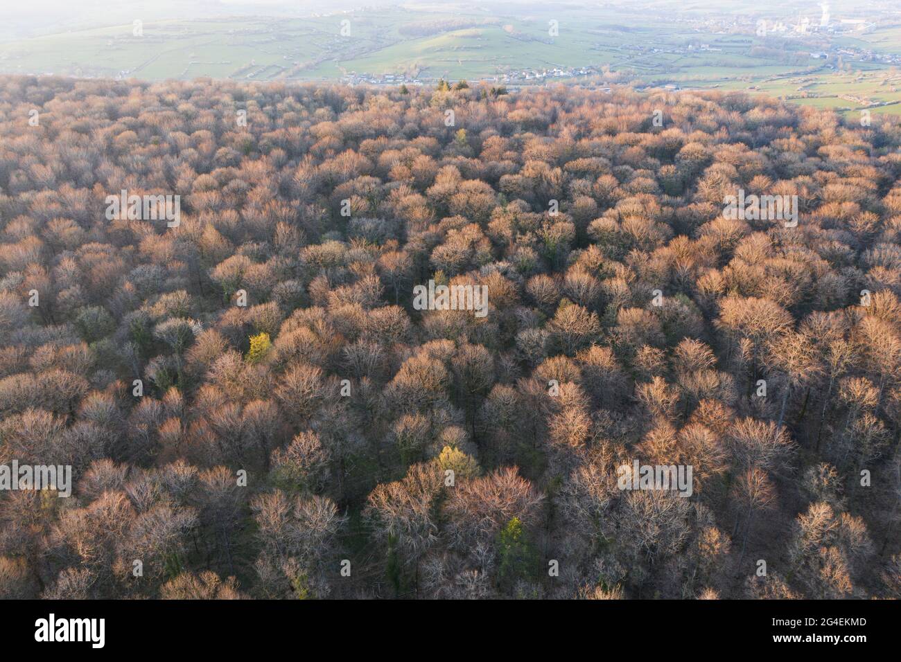 Top view of deciduous tree forest in the beginning of spring Stock ...