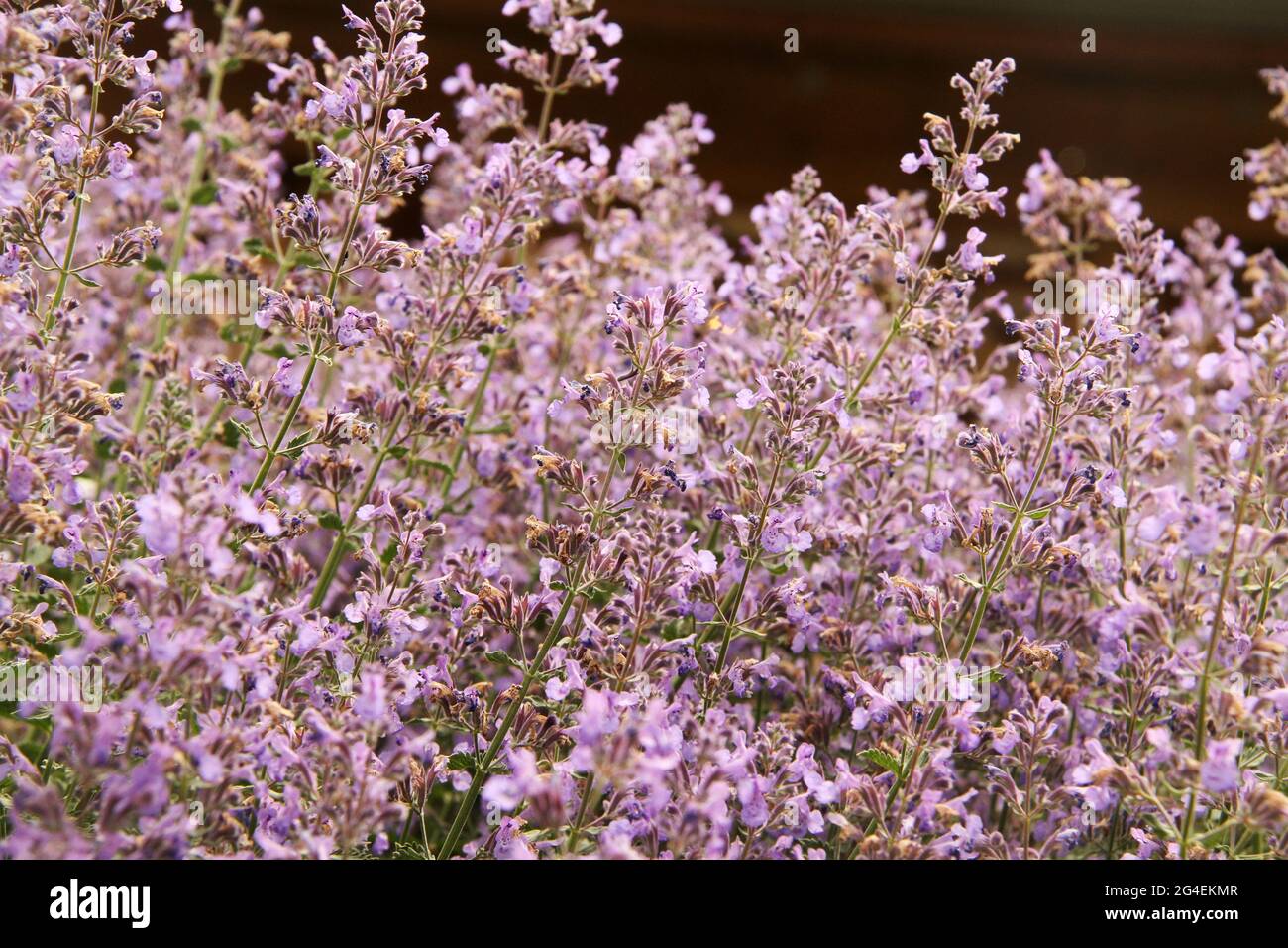 Catnip purple flower hi-res stock photography and images - Alamy