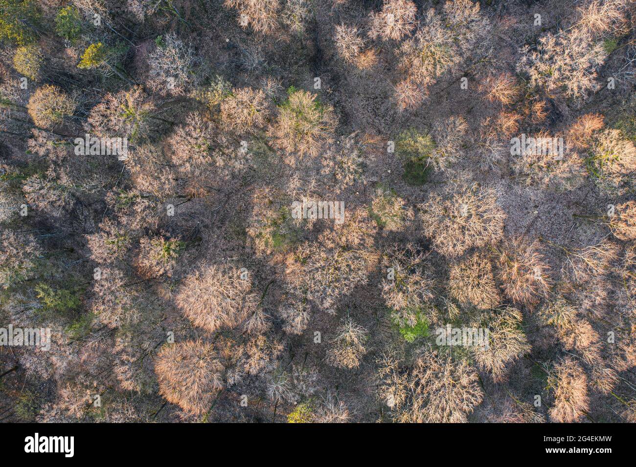 Top view of deciduous tree forest in the beginning of spring Stock ...