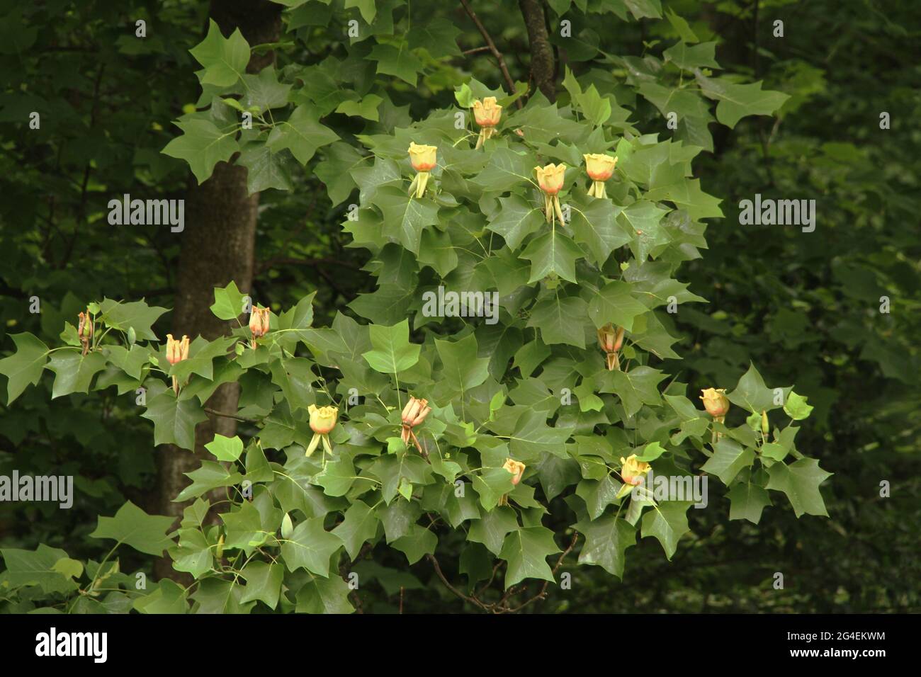 Tulip poplar tree hi-res stock photography and images - Alamy