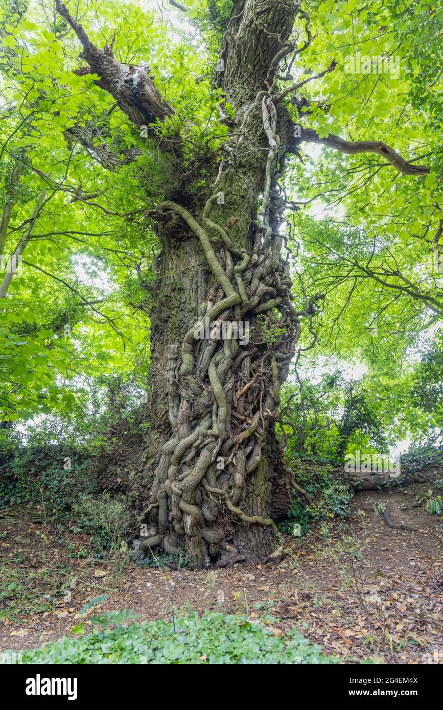 An oak tree (Quercus robur) trunk with thick stems of ivy (helix hedera ...