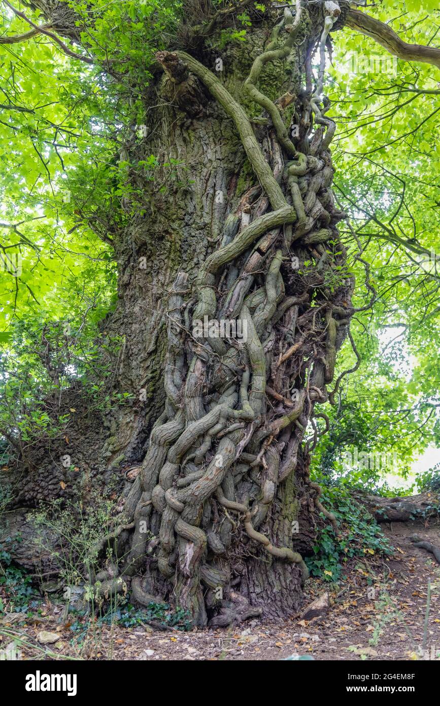An oak tree (Quercus robur) trunk with thick stems of ivy (helix hedera ...