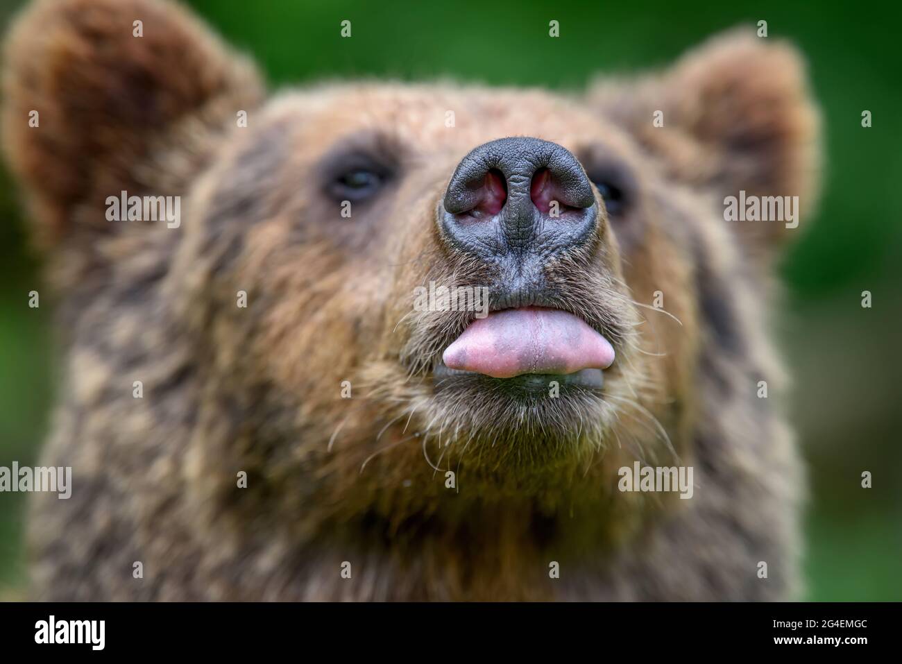 Portrait wild Brown Bear (Ursus Arctos) in the summer forest. Animal in ...