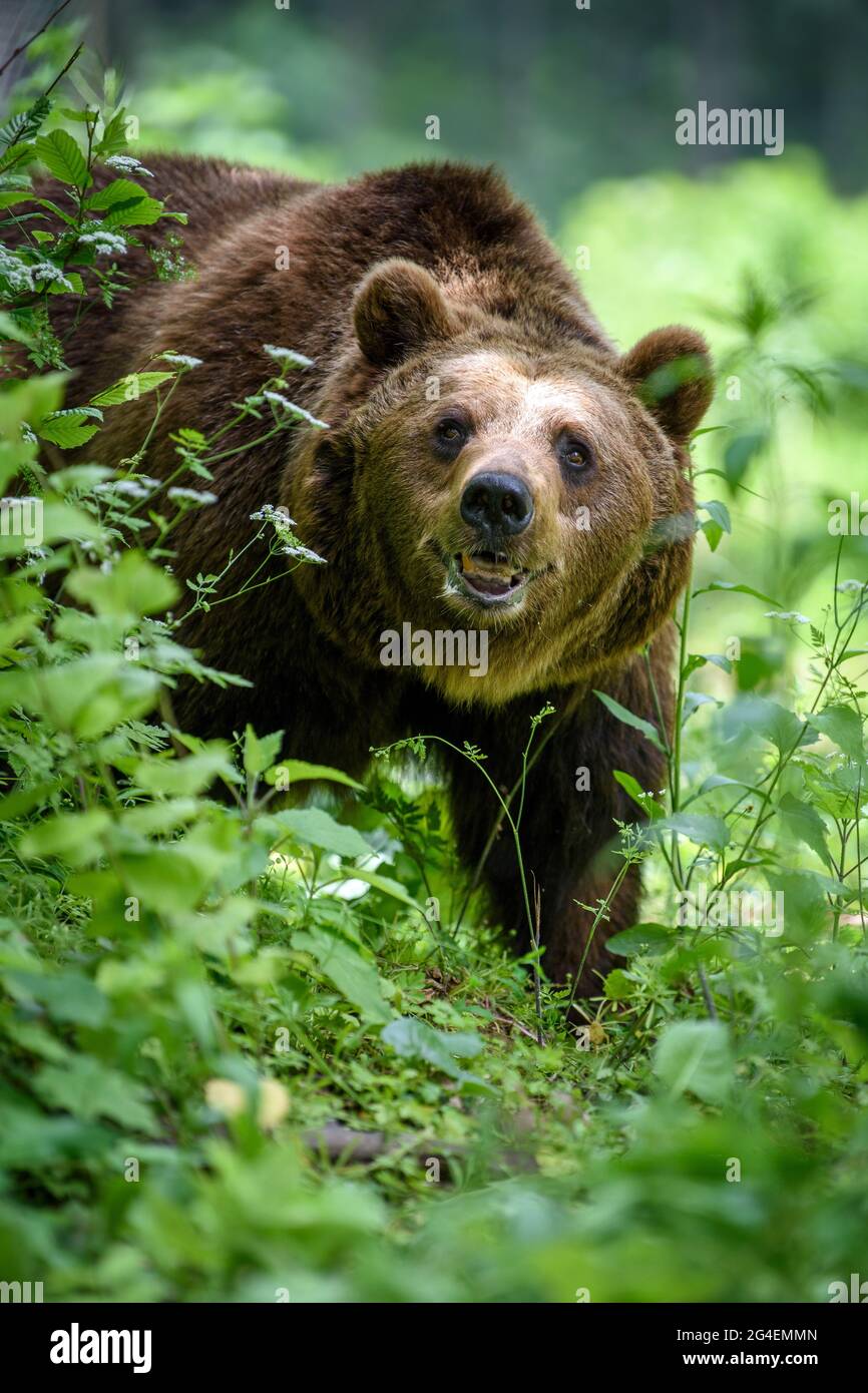 Wild Brown Bear (Ursus Arctos) in the summer forest. Animal in natural ...