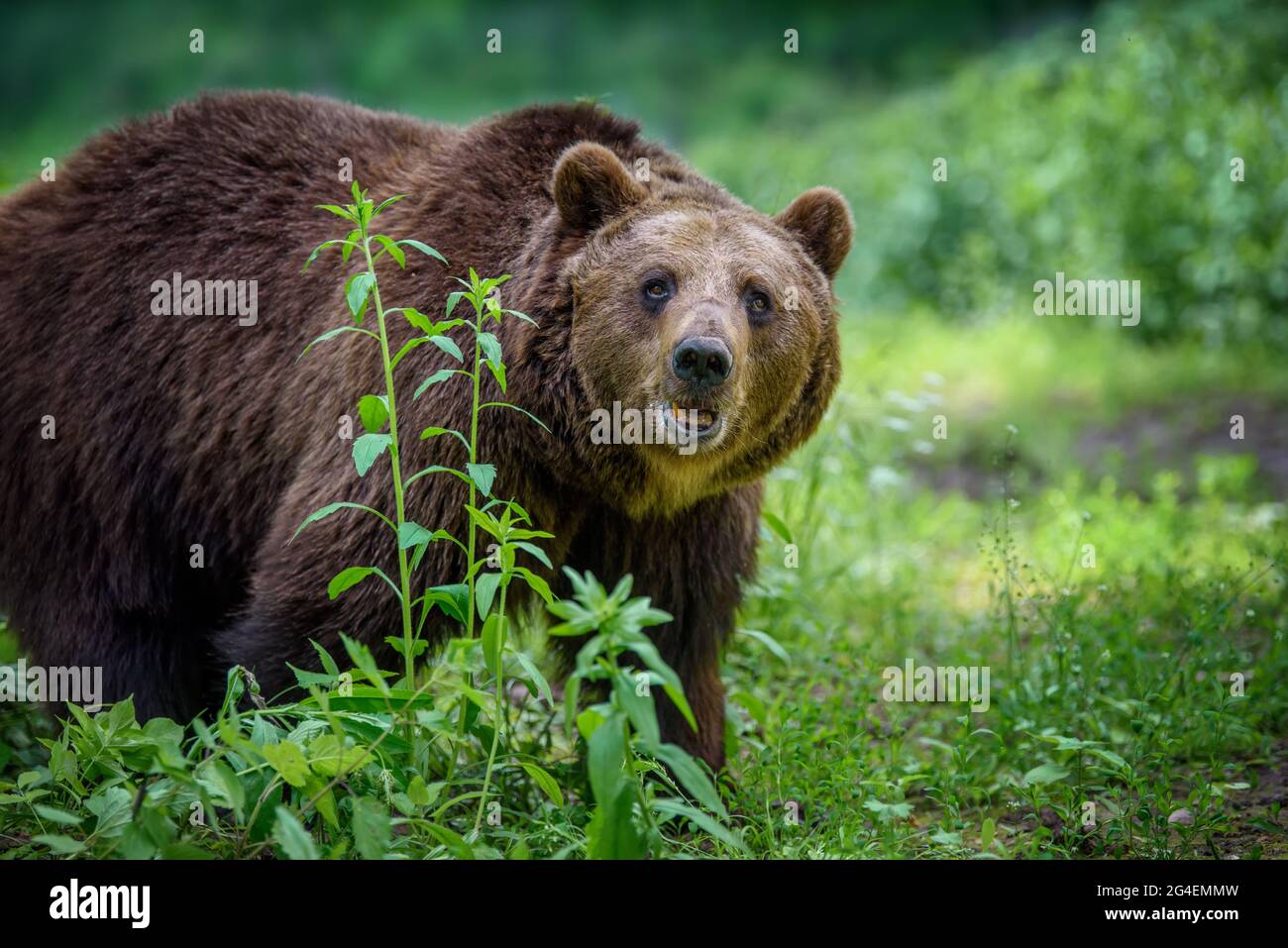 Wild Brown Bear (Ursus Arctos) in the summer forest. Animal in natural habitat. Wildlife scene ...