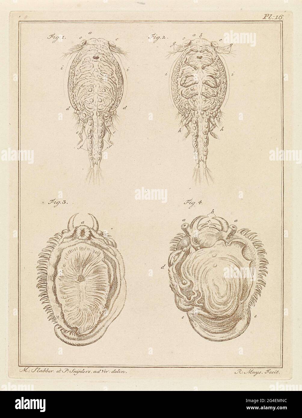. Figures 1 and 2 show the youth stage of a parasitic copepode in fish ...