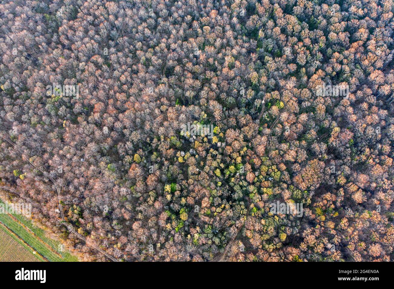 Top view of broadleaf forest in the beginning of spring Stock Photo - Alamy