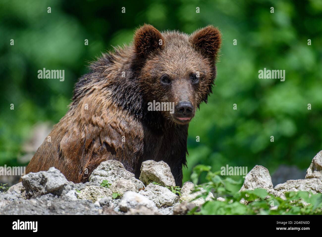 Wild Brown Bear (Ursus Arctos) in the summer forest. Animal in natural habitat. Wildlife scene ...