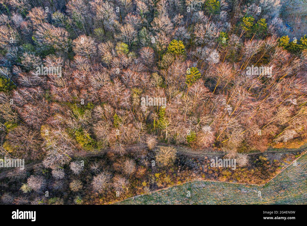 aerial view of a trail passing through a deciduous forest in early ...