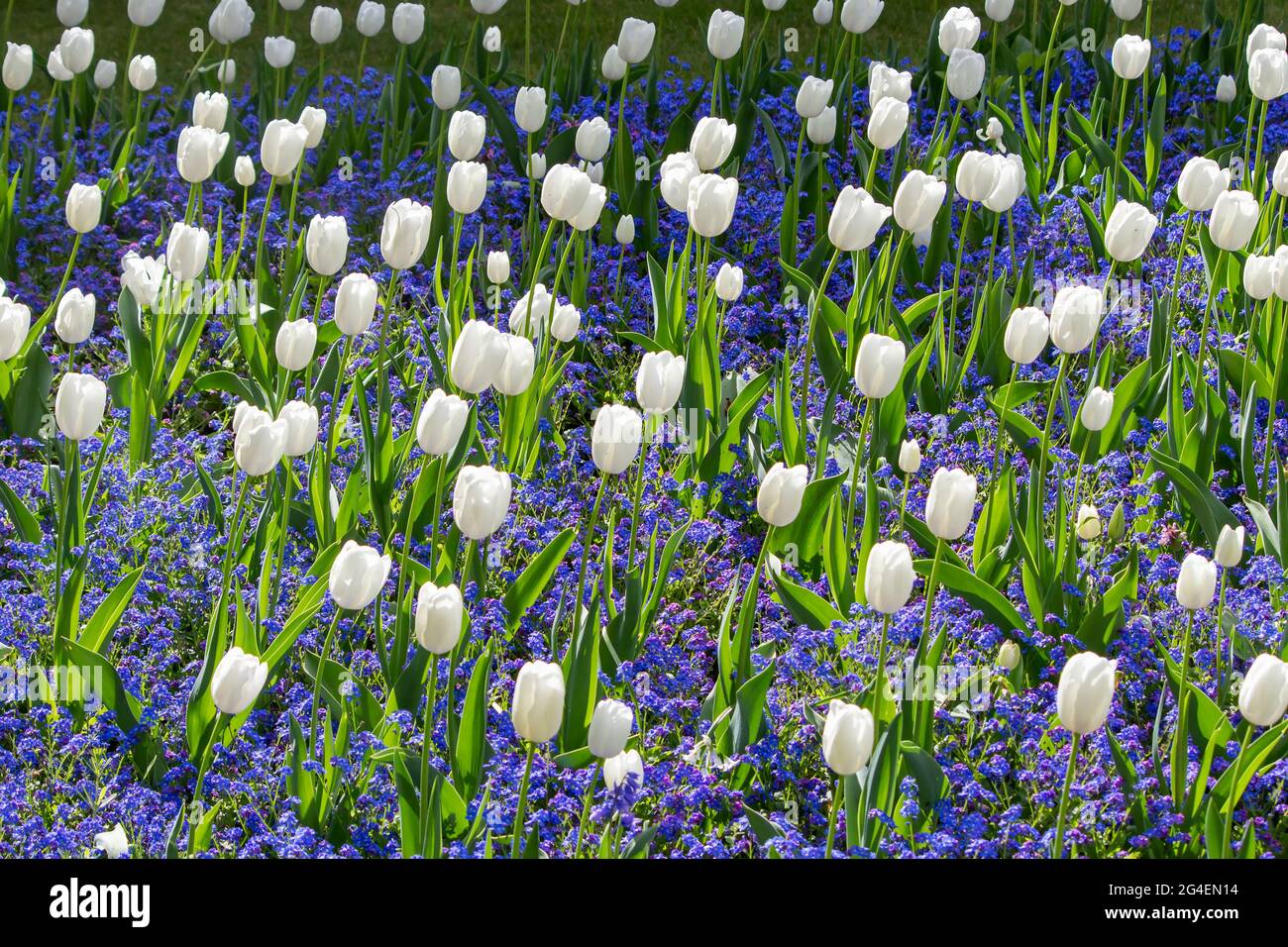 White Tulips Blooming During Spring Season Stock Photo - Alamy