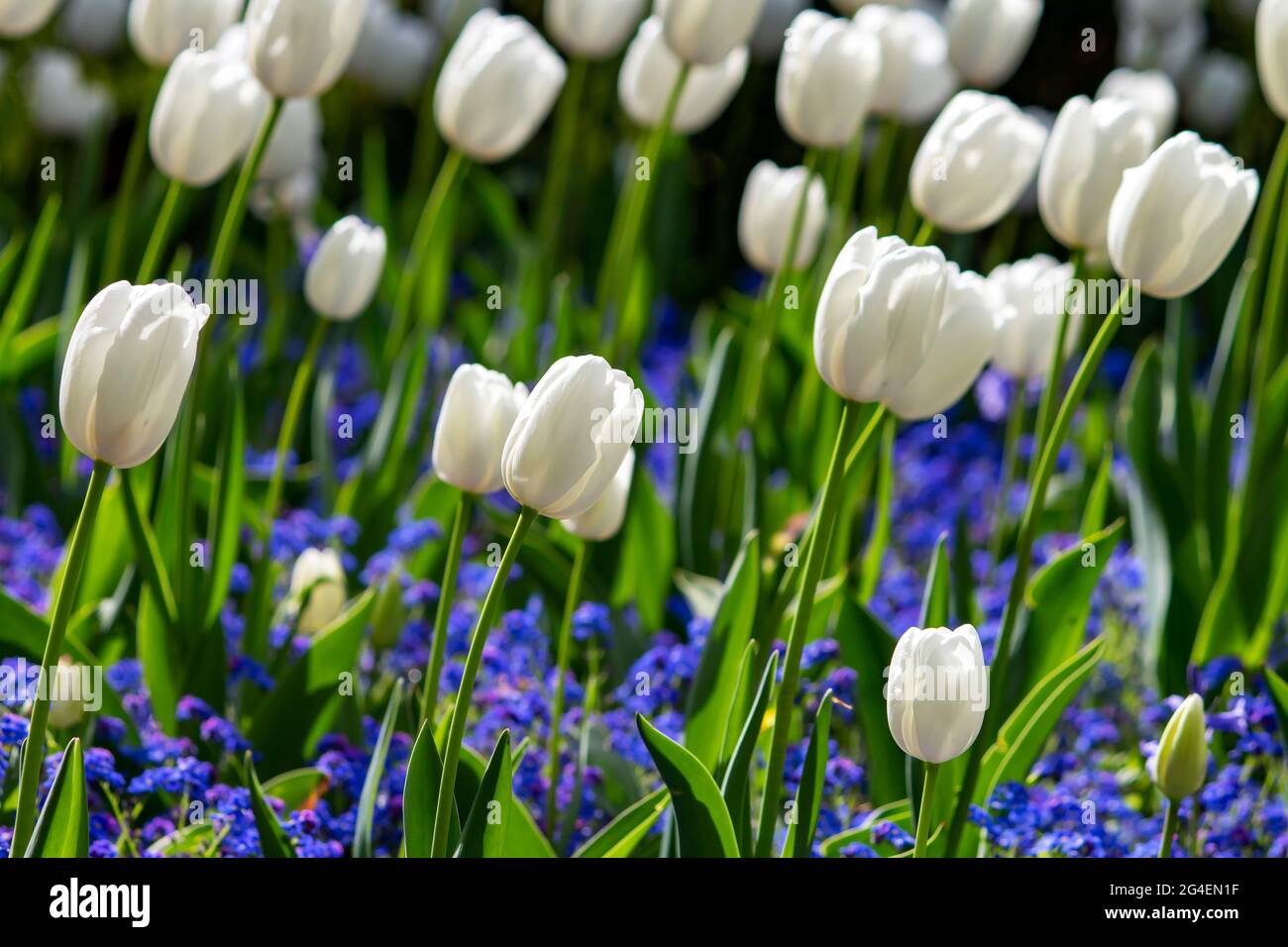 White Tulips Blooming During Spring Season Stock Photo - Alamy