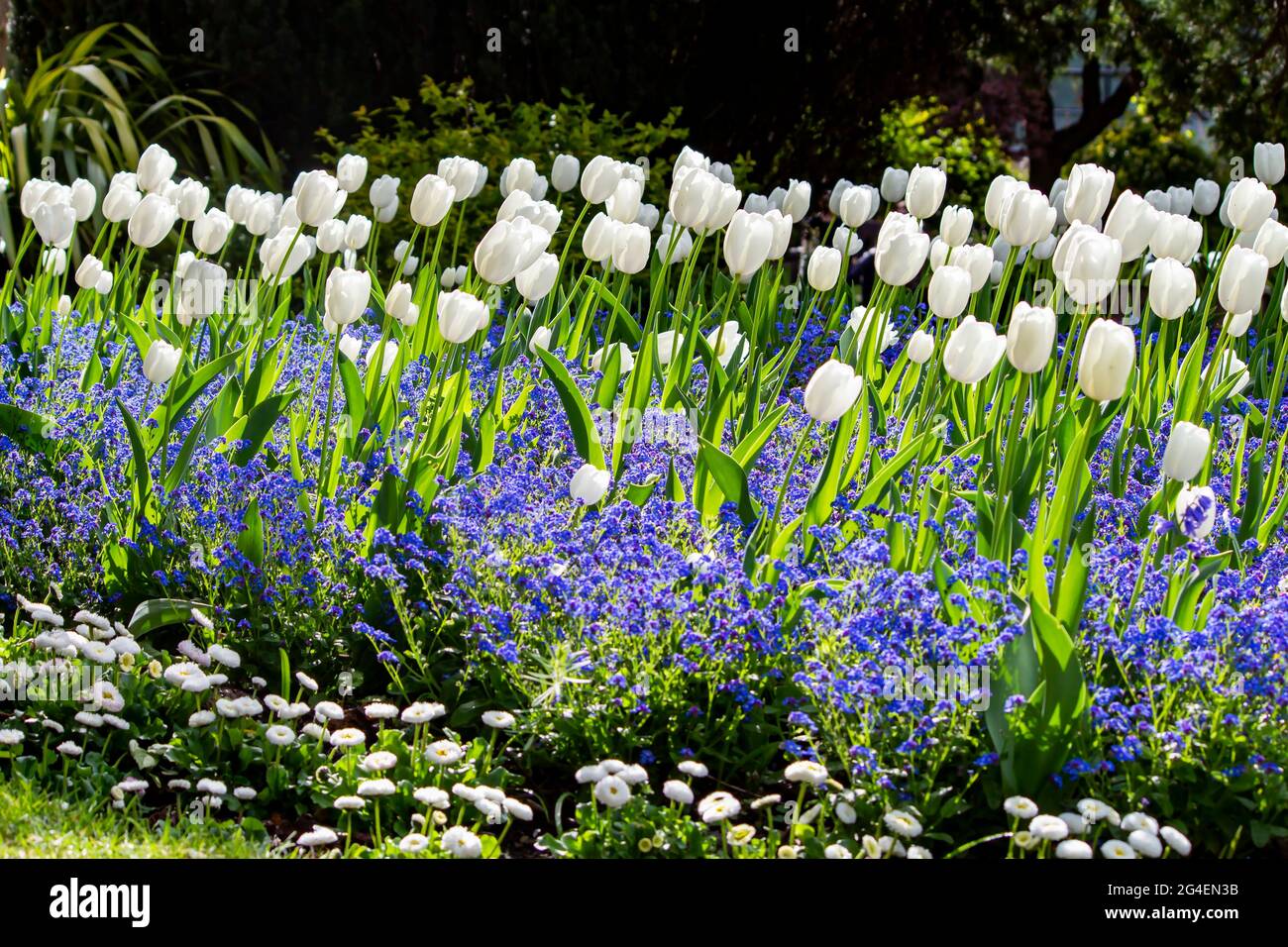 White Tulips Blooming During Spring Season Stock Photo - Alamy