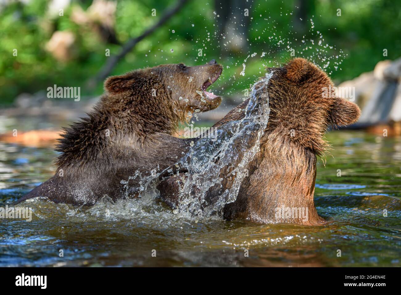 Two Wild Brown Bear (Ursus Arctos) play or fight on pond in the summer forest. Animal in natural ...