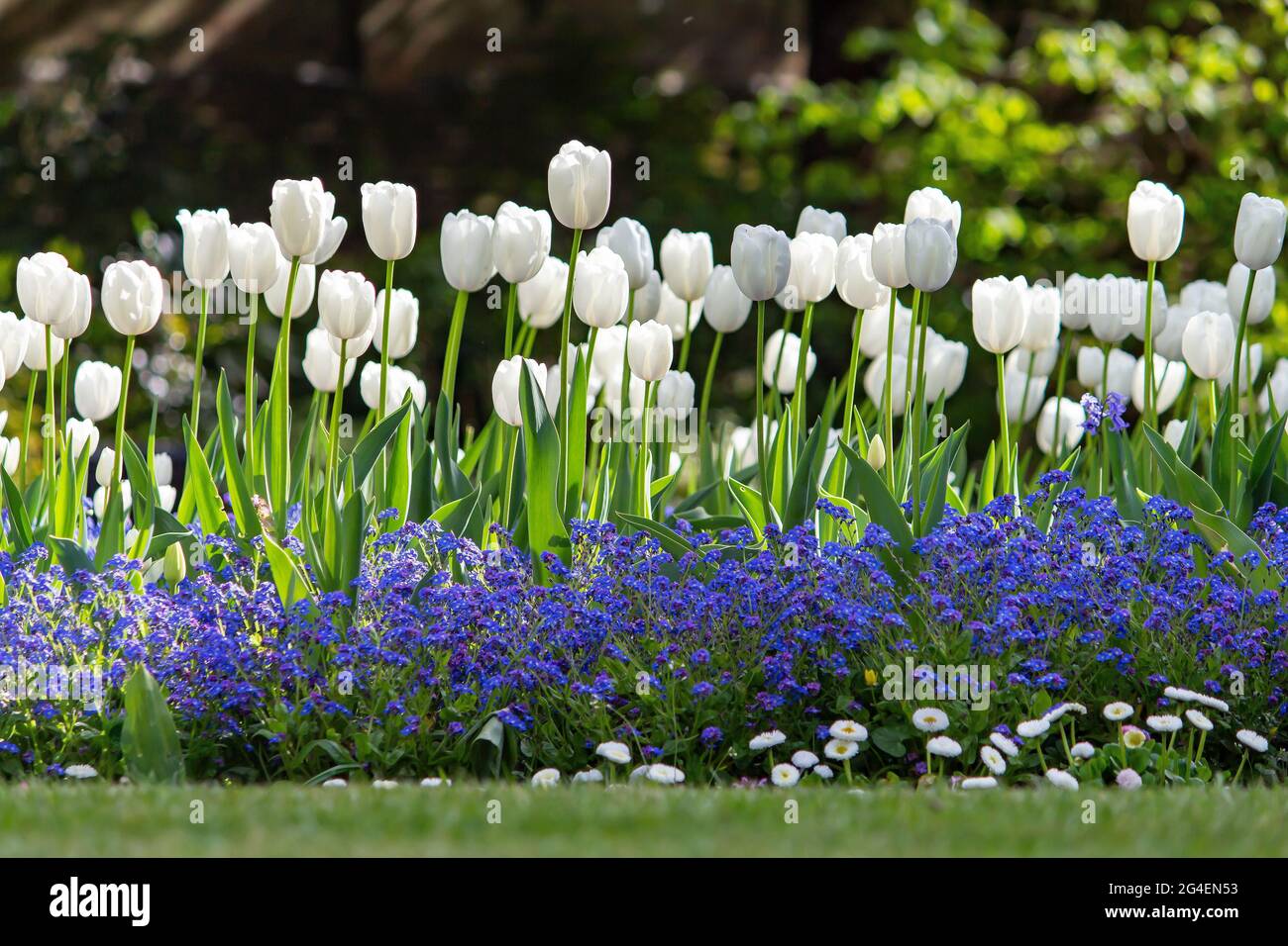 White Tulips Blooming During Spring Season Stock Photo - Alamy
