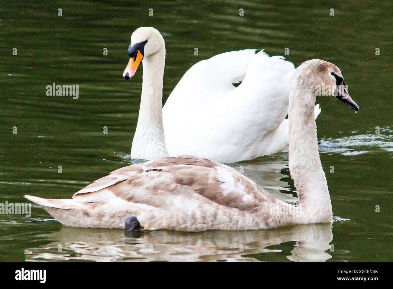 Beautiful Looking Swan Swimming in Soar River Stock Photo - Alamy