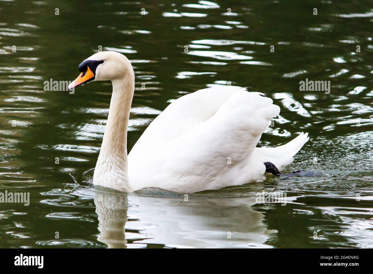 Beautiful Looking Swan Swimming in Soar River Stock Photo - Alamy