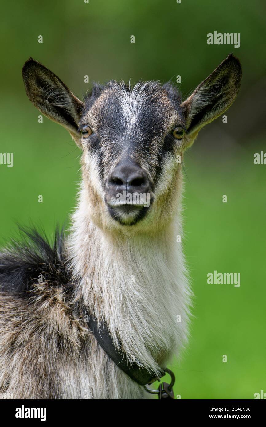 Portrait young goat hi-res stock photography and images - Alamy